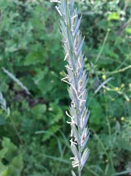 Kweek - Natuurpunt Antwerpen Stad